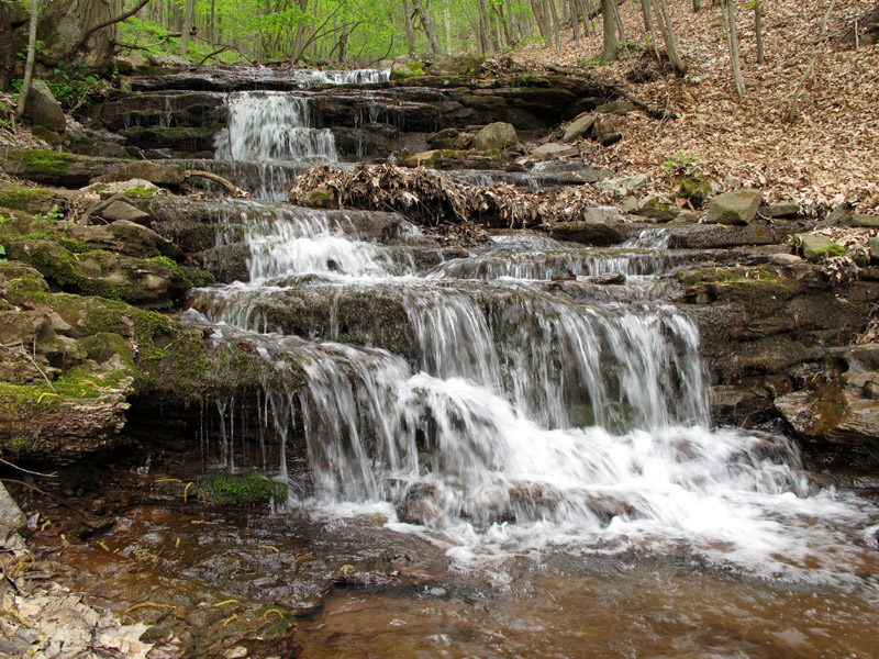 Squirrel's View: Blackwater Falls Wildflower Pilgrimage 2011