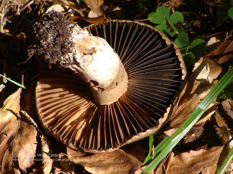 Mushrooms from Romania: Russula adusta
