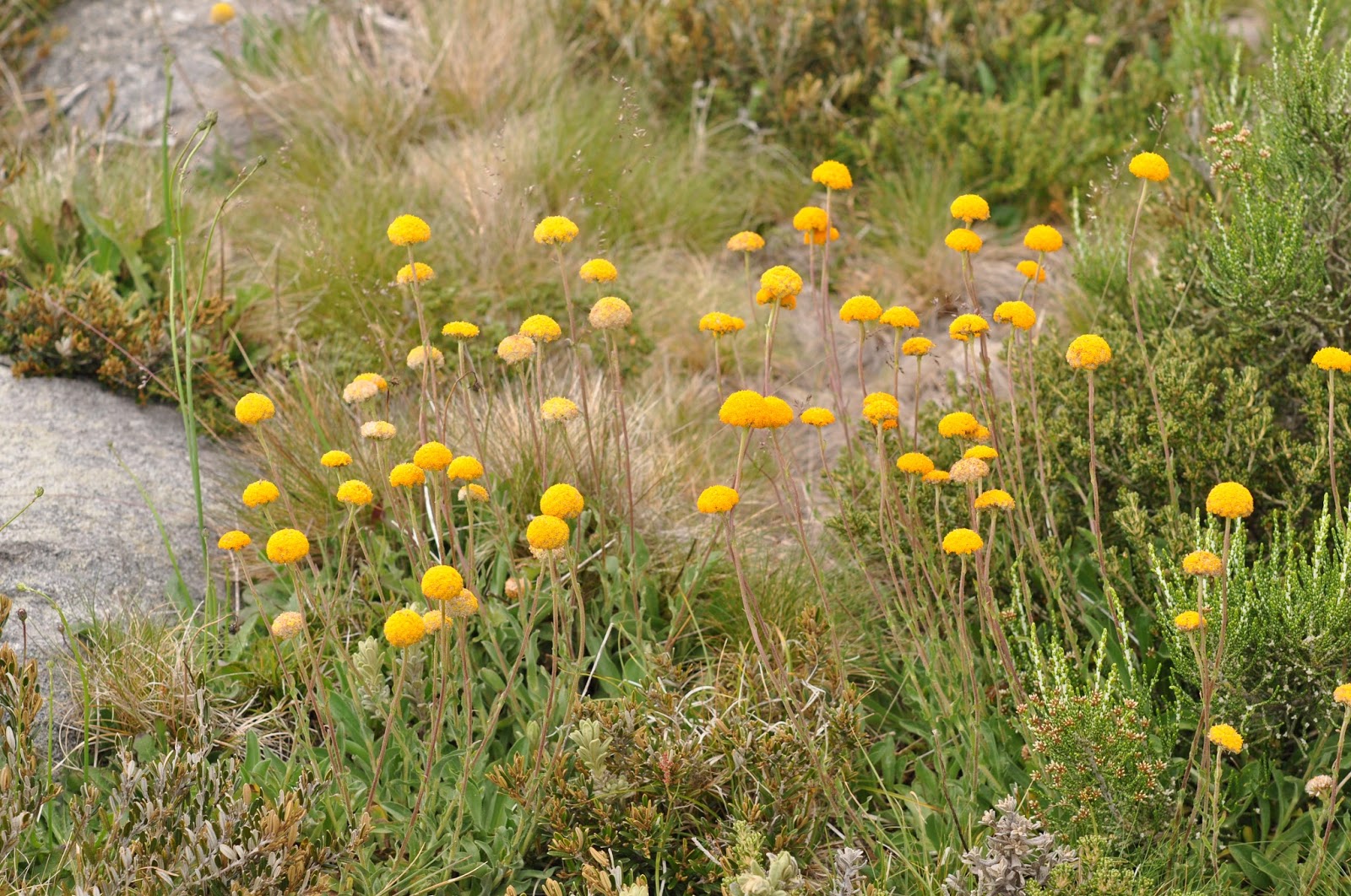 Alpine Garden Society Victorian Group: Australian Alpine Plants