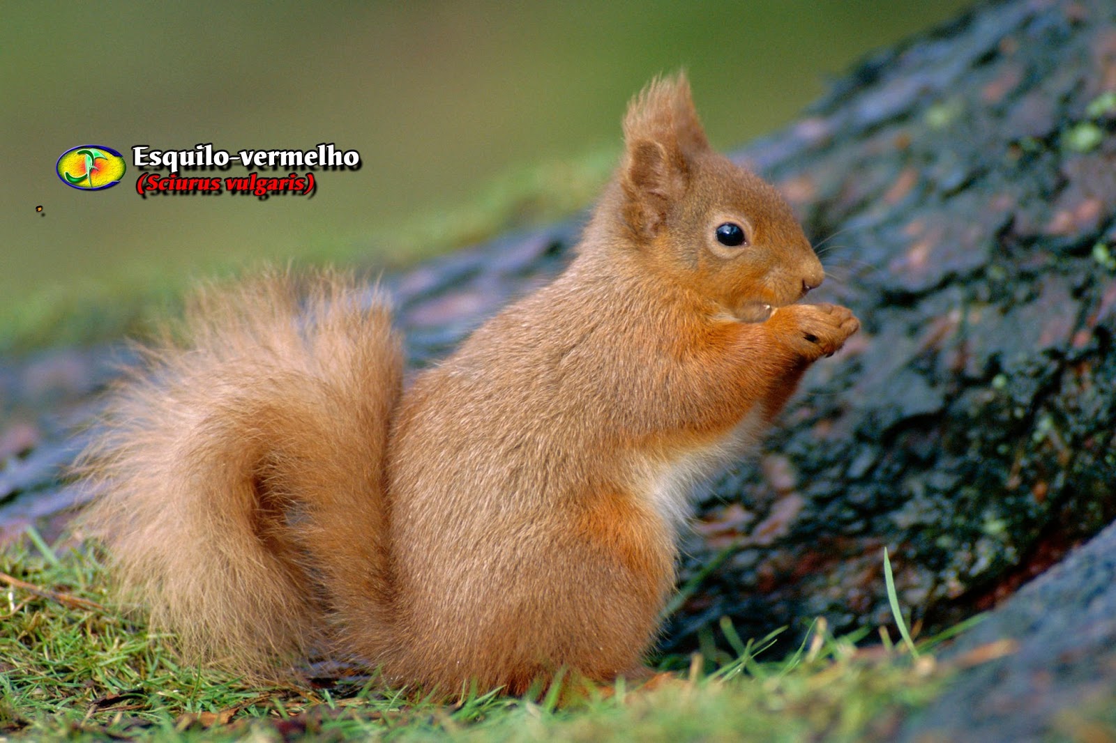 Zoologia: Esquilo-vermelho (Sciurus vulgaris)