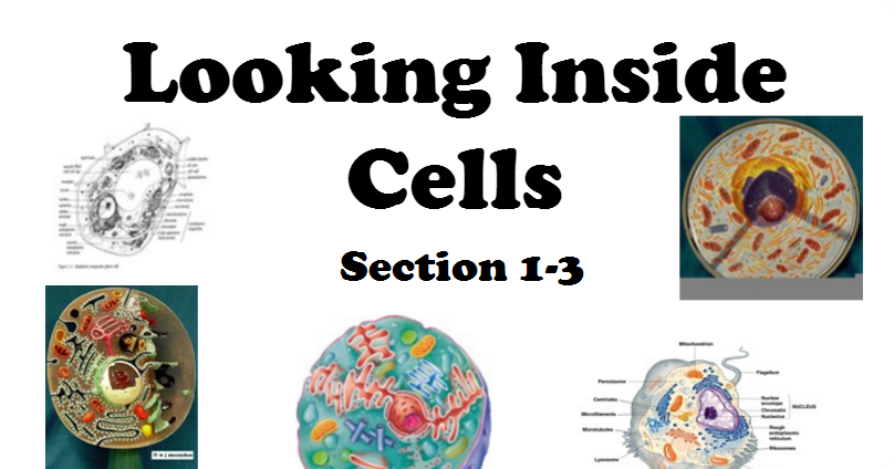 CELL THEORY24: Looking Inside Cells Section 1-3. The cell wall protects ...