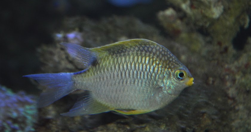 ZOOTOGRAFIANDO (6.100 ANIMALS): DAMISELA DE UNA MANCHA /ONESPOT ...