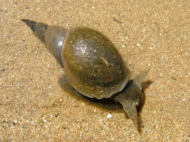 CARACOL DE ANDALUCÍA : La inteligencia y memoria del caracol Lymnaea ...