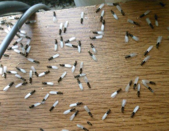 What's That Bug: Swarming Termites (Rys miere)