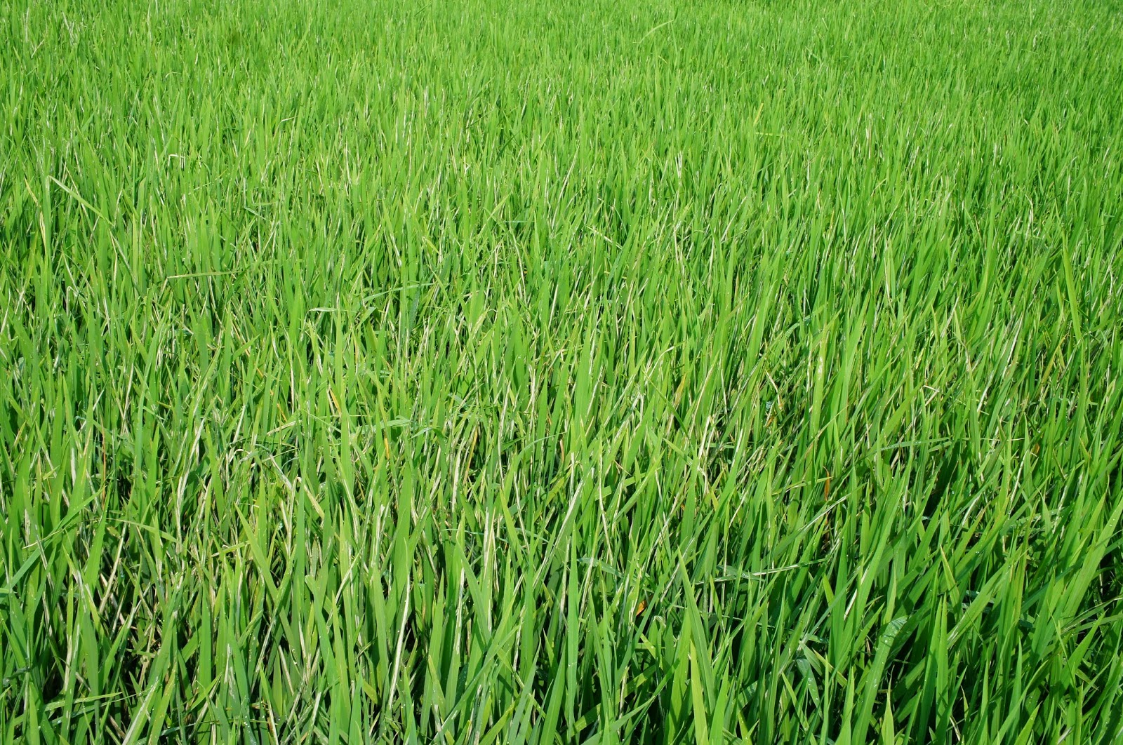 M-Crop: Leaffolder on RICE (Cnaphalocrosis medinalis)