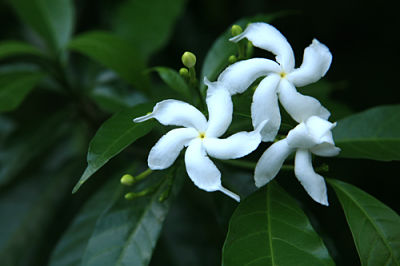 Gambar Bunga Melati Manakah Yang Paling Indah? - Ragam Tanaman