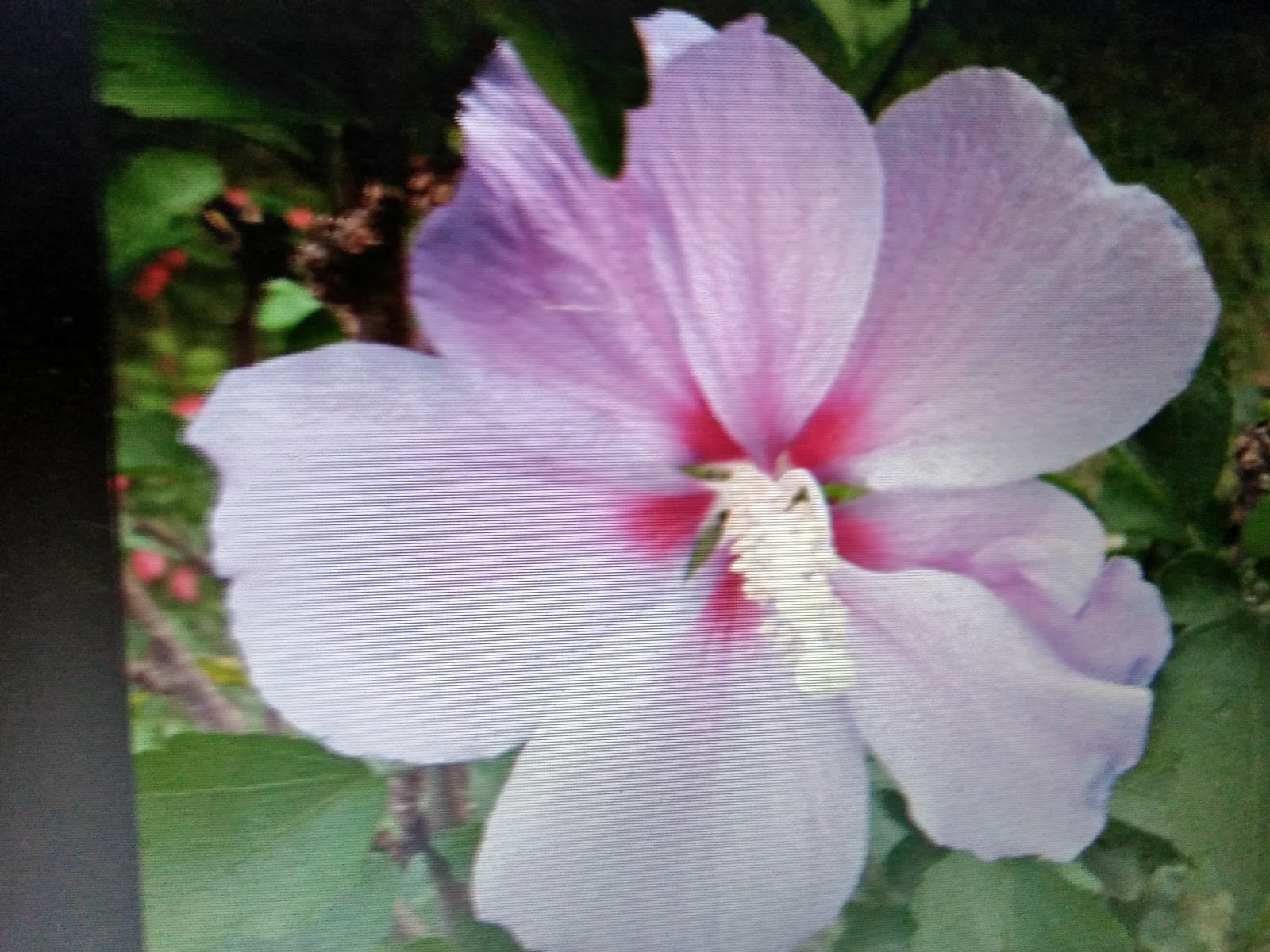 Fuziah Sulaiman blog: Jom kenali flora BUNGA RAYA - Hibiscus di Laman ...