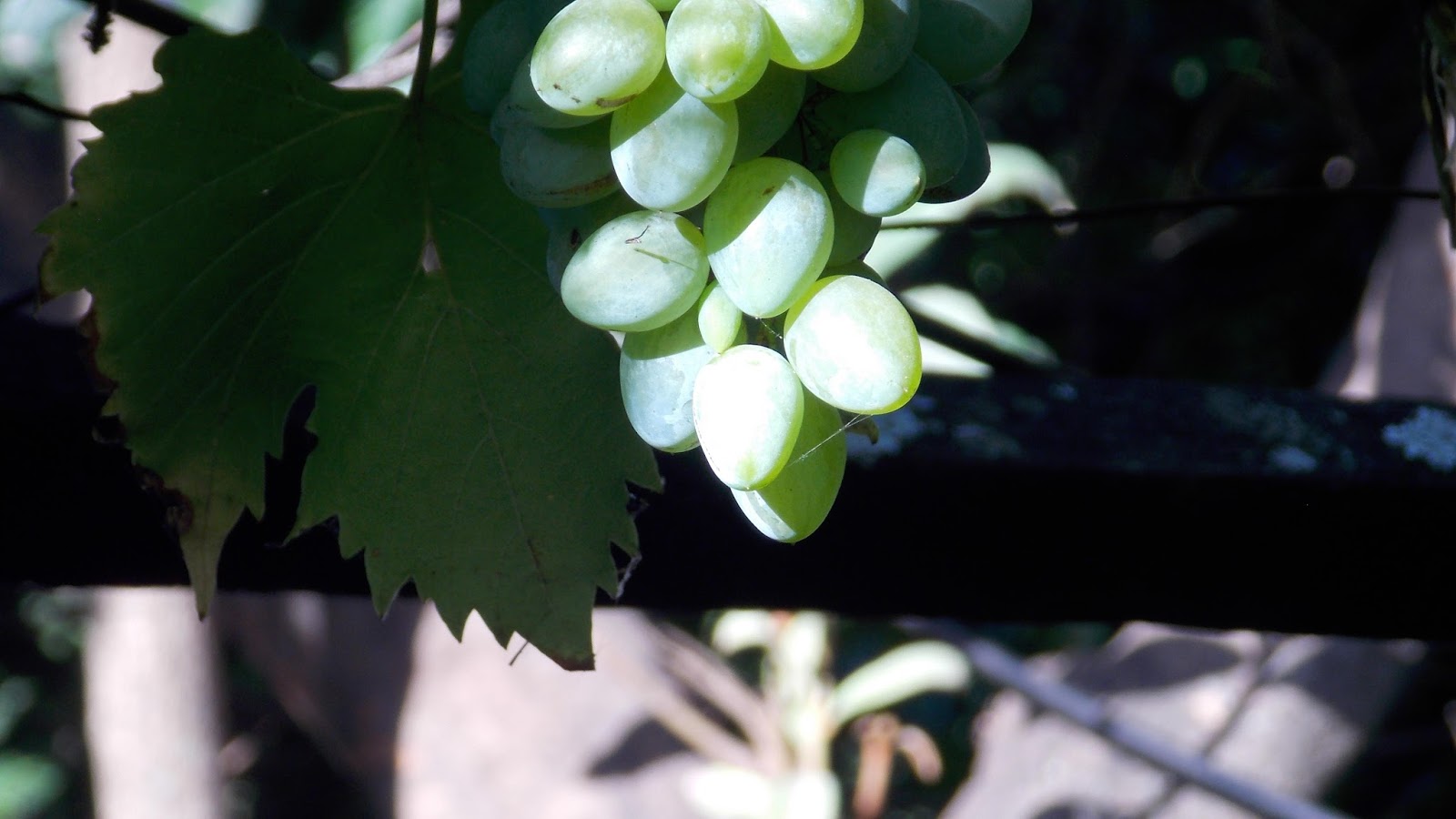 Parra de uva wallpapers HD