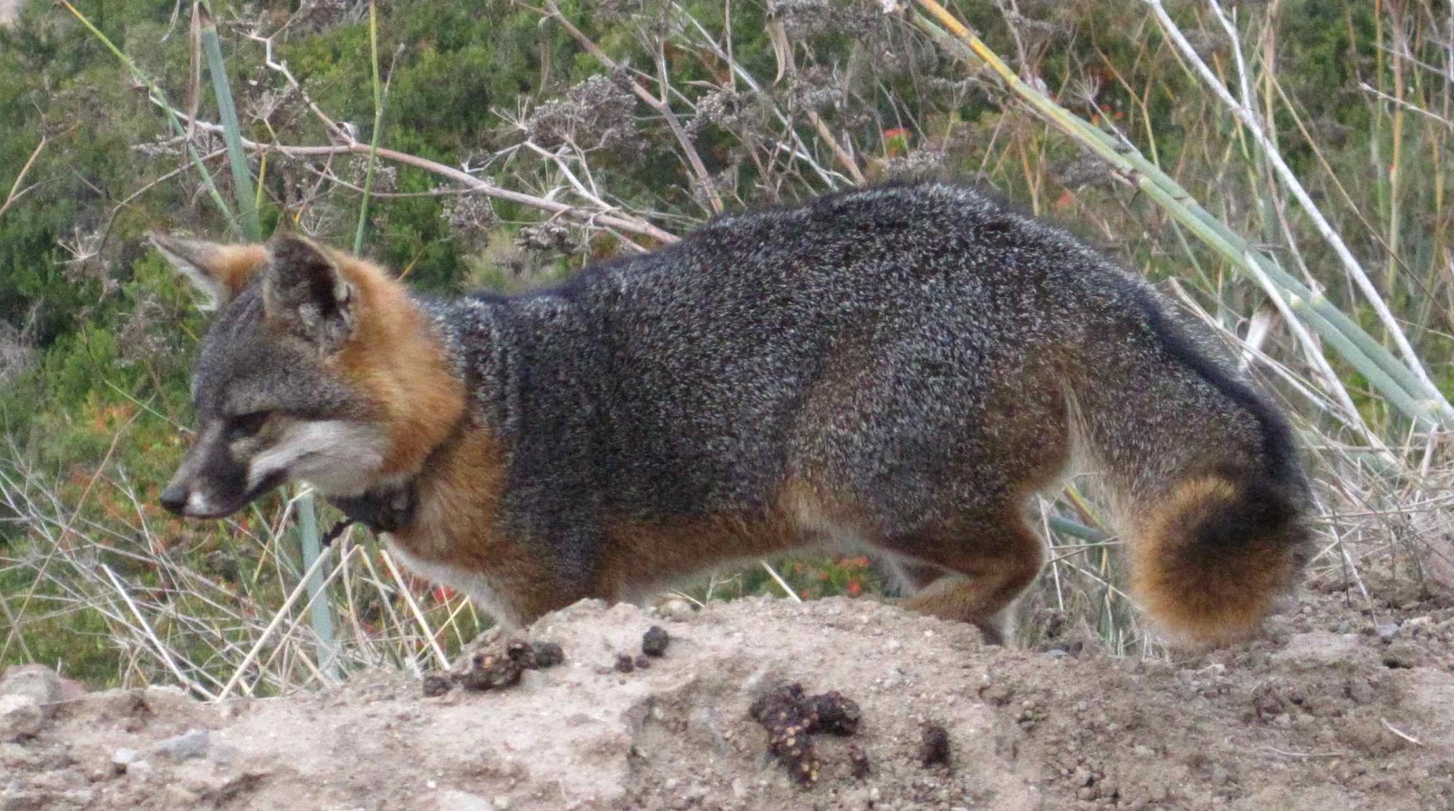 The California Channel Islands: America's Galapagos: Catalina's Foxes ...