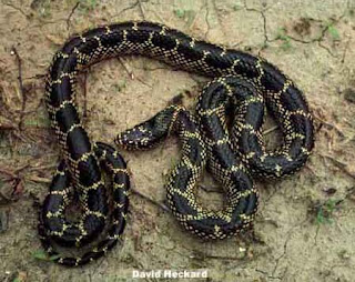 SERPIENTE REY DESÉRTICA - MASCOTAS EXÓTICAS Y MÁS