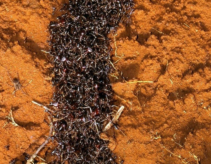 Fauna Desconocida: Hormigas legionarias o marabunta