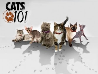 Catsparella: 'Cats 101' Seeks Rarest and Newest Breeds for Season Four