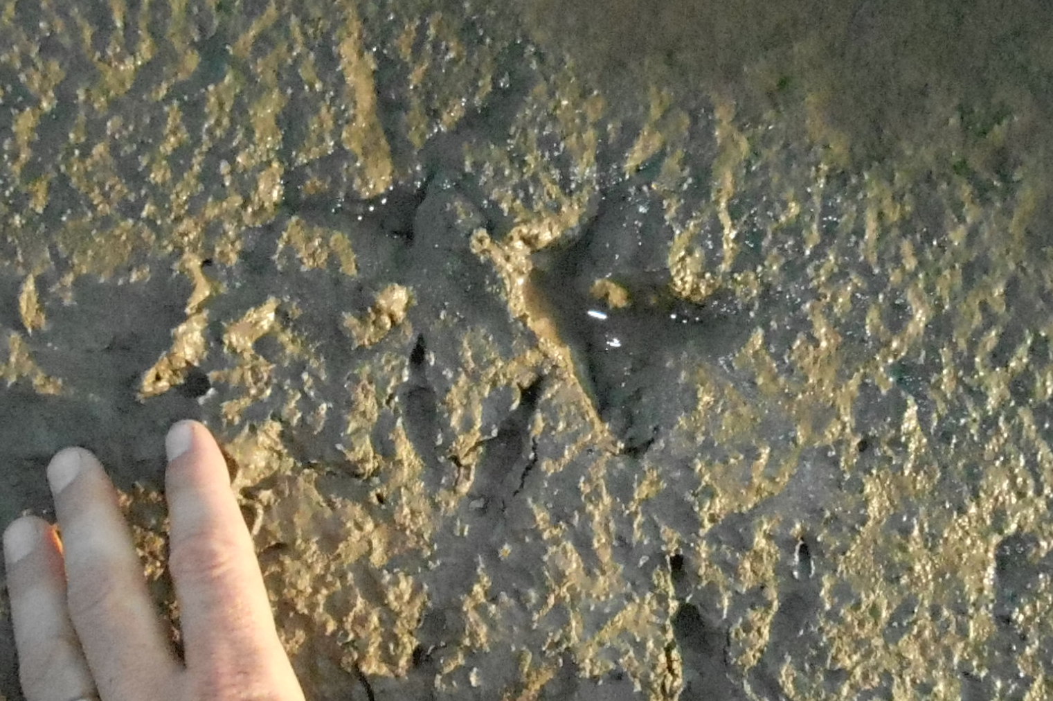 Backyard Beasts: Another owl visits the water