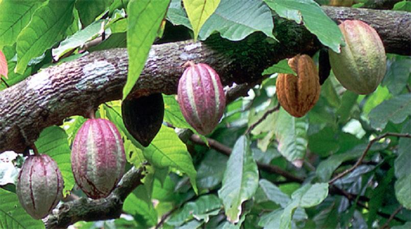Pacific exchange in drive for quality cocoa exports - Papua New Guinea ...