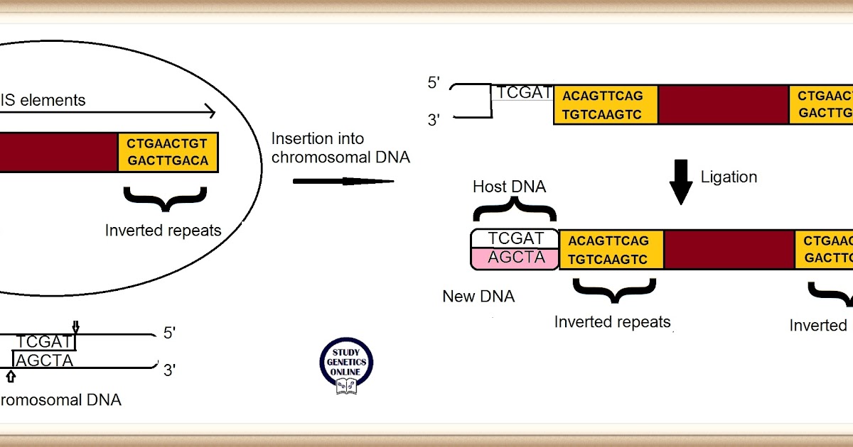Study Genetics Online: Transposable Elements and Transposons