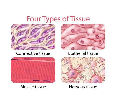Health Care (Human Body Care): Description of the body tissues
