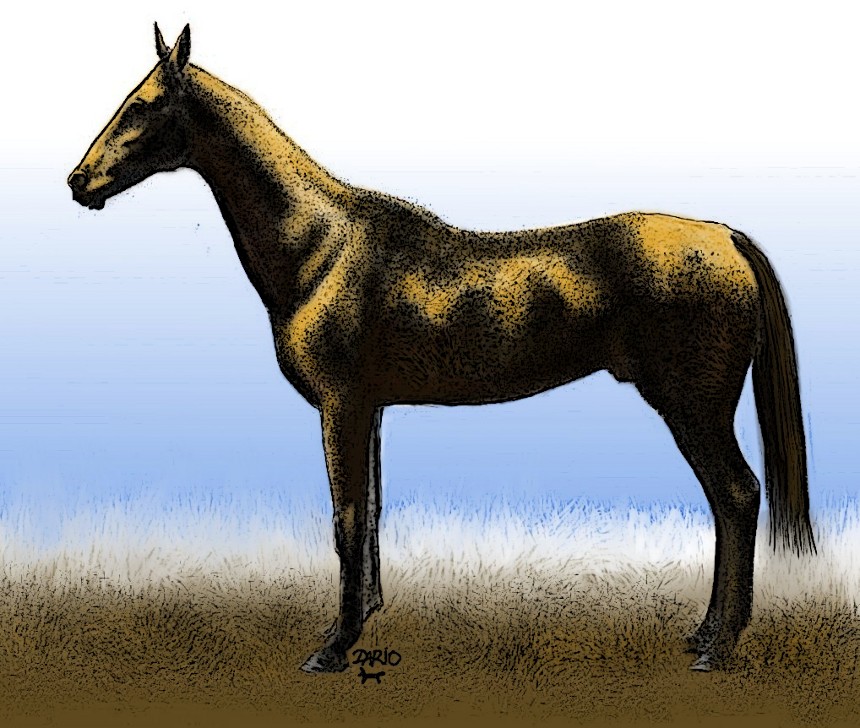 Turkoman Horse
