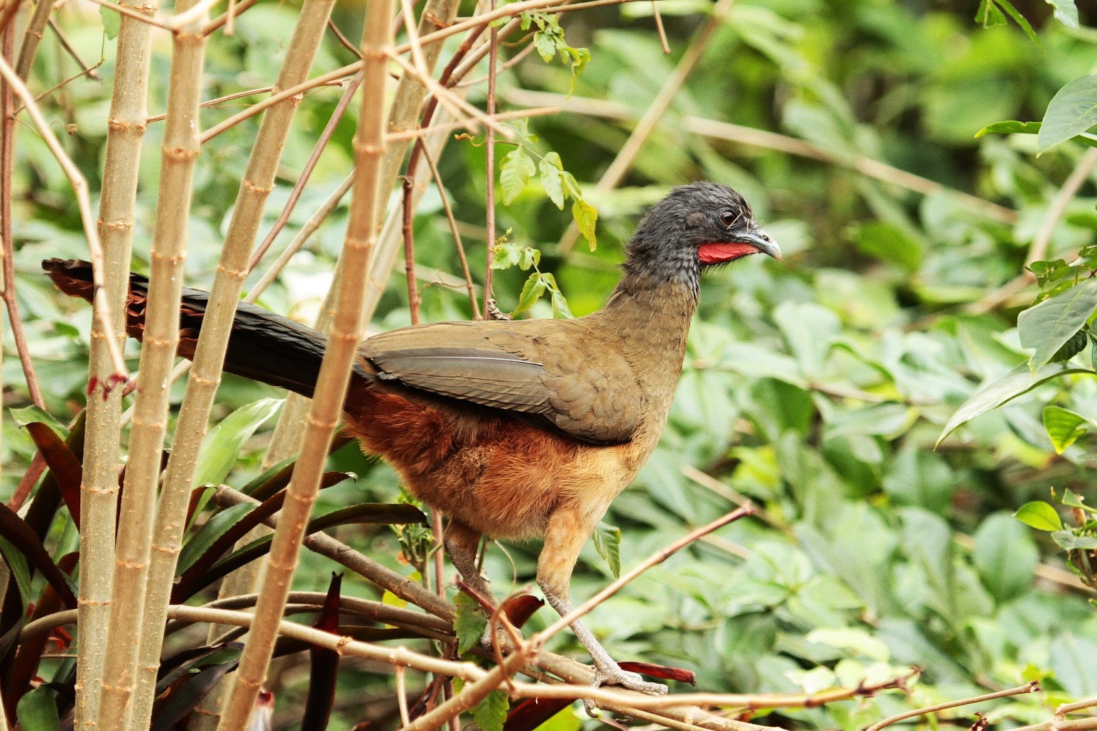 Nuestro bello mundo...: Rufous-vented Chachalaca, Ortalis ruficauda ...
