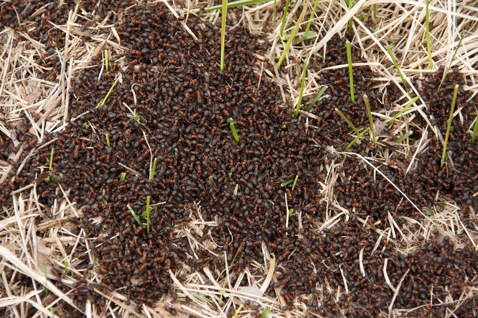 Henk Kruit, Fotografie: De tijd van het jaar...Rode Mieren parade....