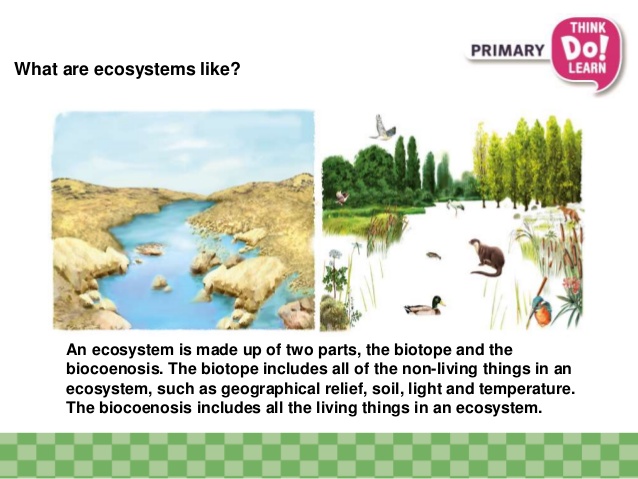 El Blog de 5º: Unit 3. Ecosystems