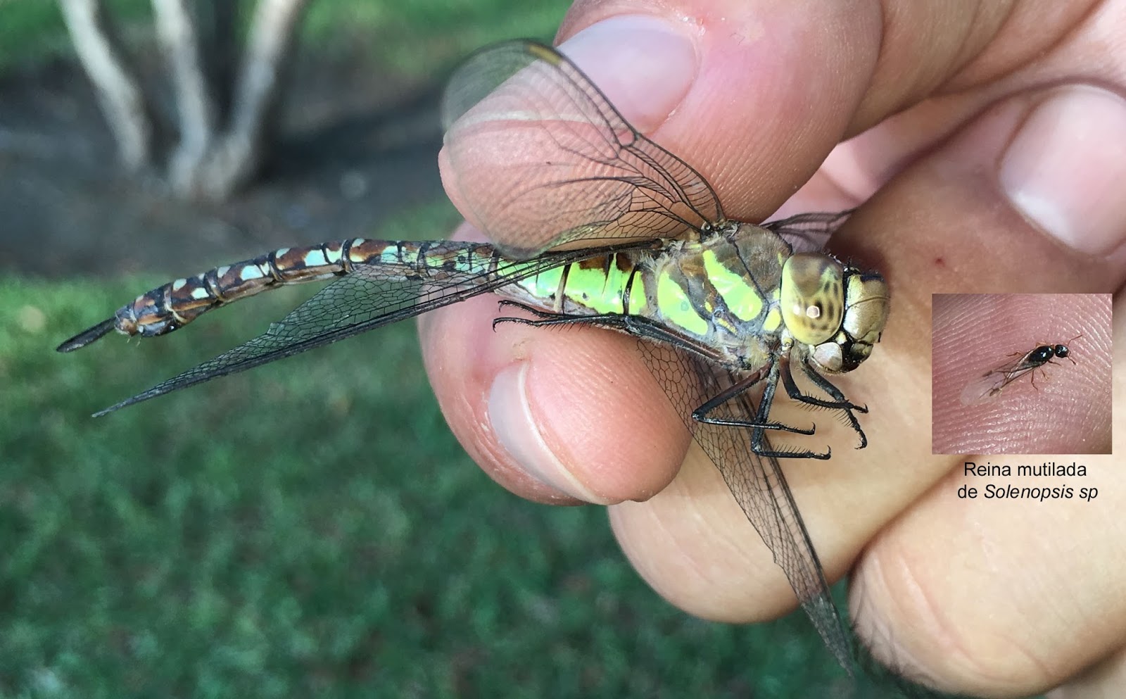 HISTORIAS DE HORMIGAS: Libélulas cazando hormigas reinas Solenopsis