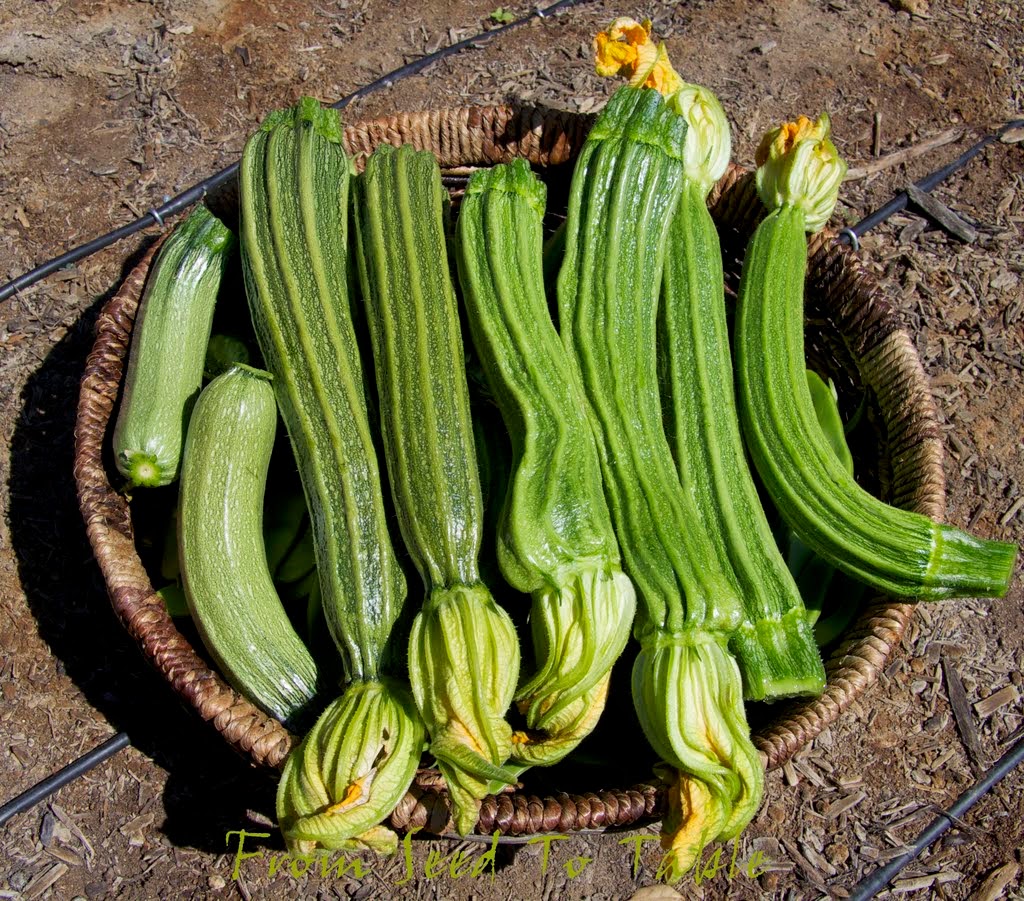 From Seed To Table: The Amazing Romanesco Zucchini of 2013 (aka QuadraZuke)