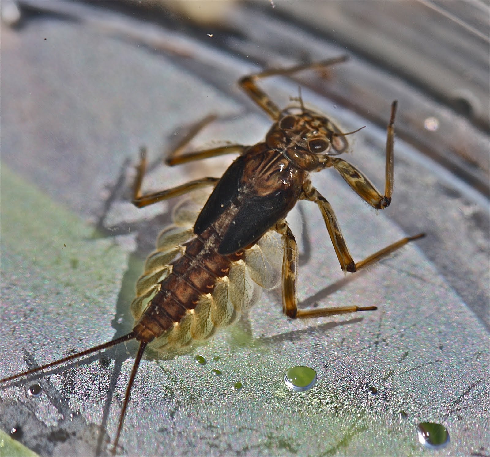 Aquatic Insects of Central Virginia: Fly Fishing, Flatheaded Mayflies ...