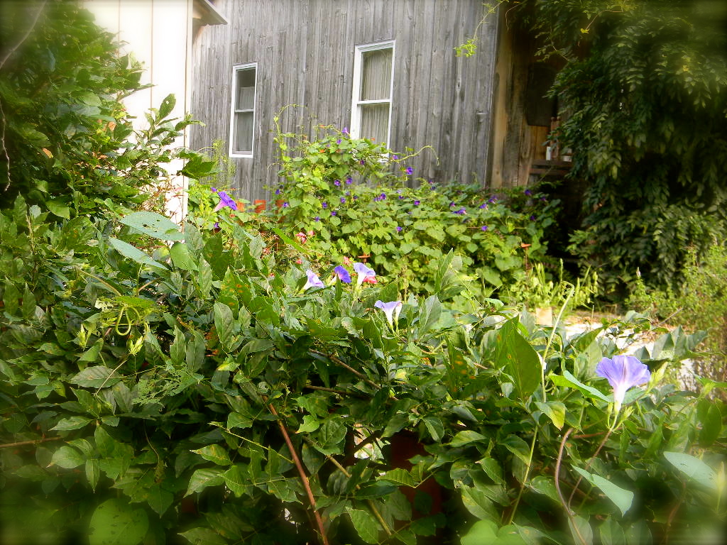 Notforgotten Farm : Fall-ing