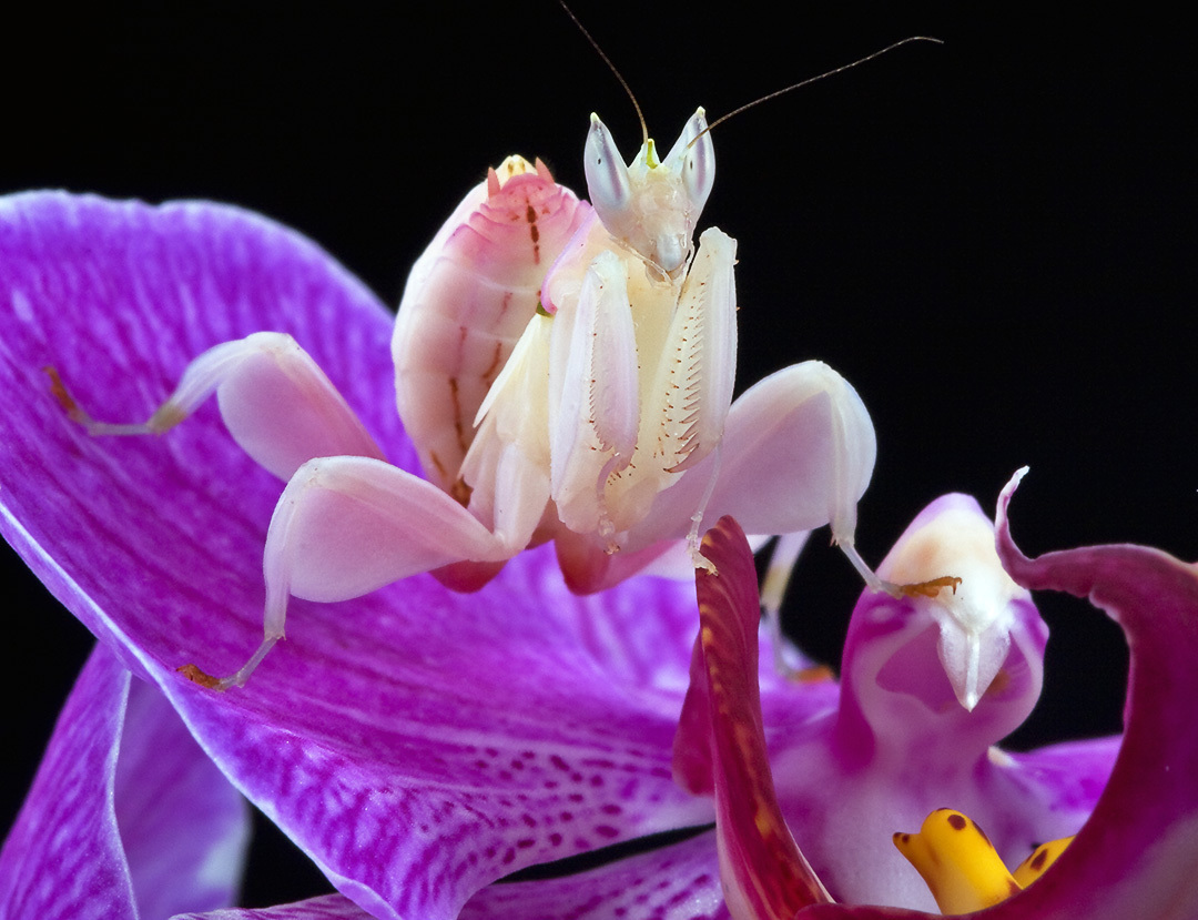 Serena's Greenhouse - Where Kids Bloom: Orchid Mantis Catching A Fly