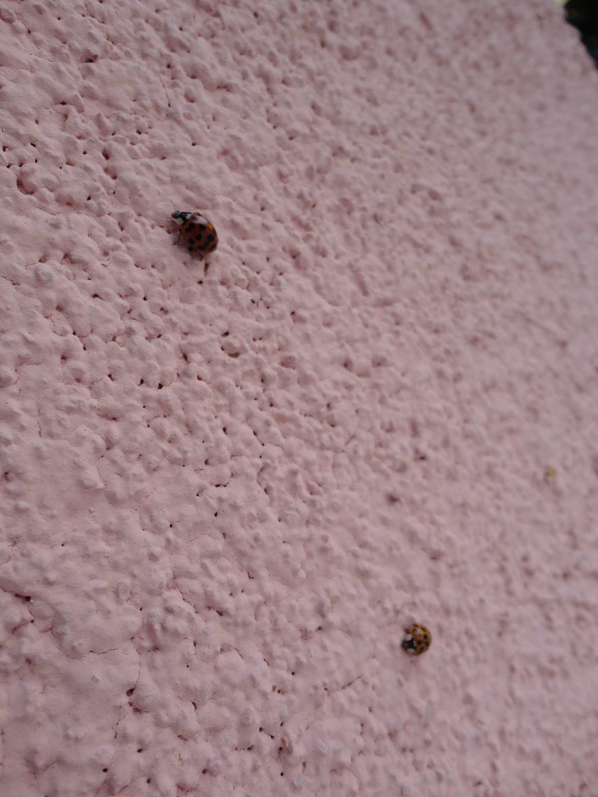 Malý cynik: Jedovatý berušky