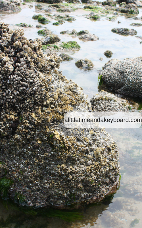 A Little Time and a Keyboard: Waves, Tide Pools and Relaxation at ...