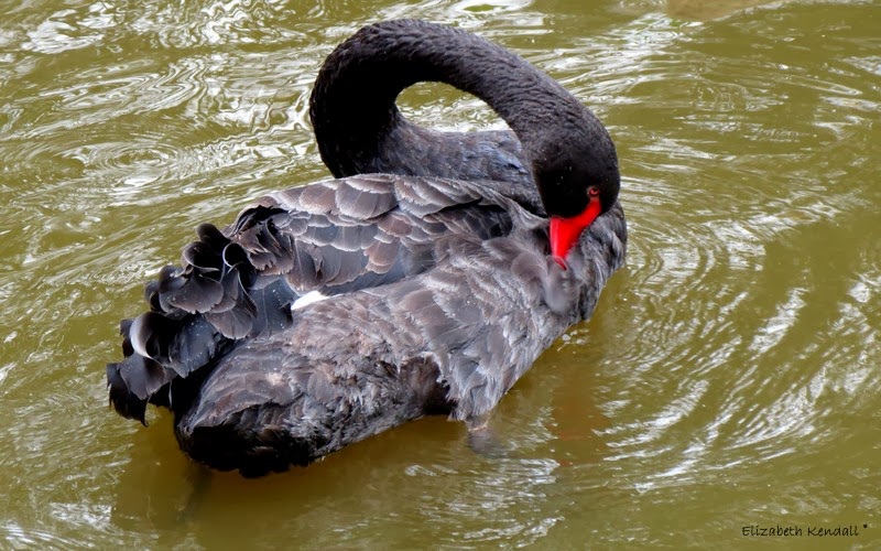 Kreatiewe Joernaal: kransduif