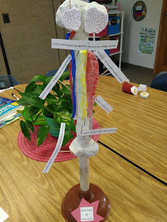 In 5th Grade with Teacher Julia: Students Created BONES!!