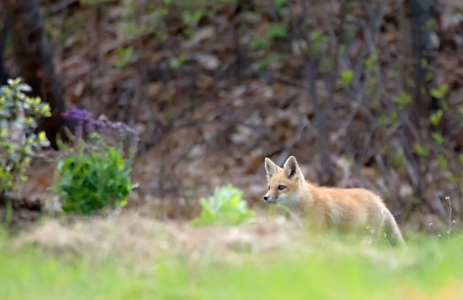 Carol's View Of New England: Fox Kits