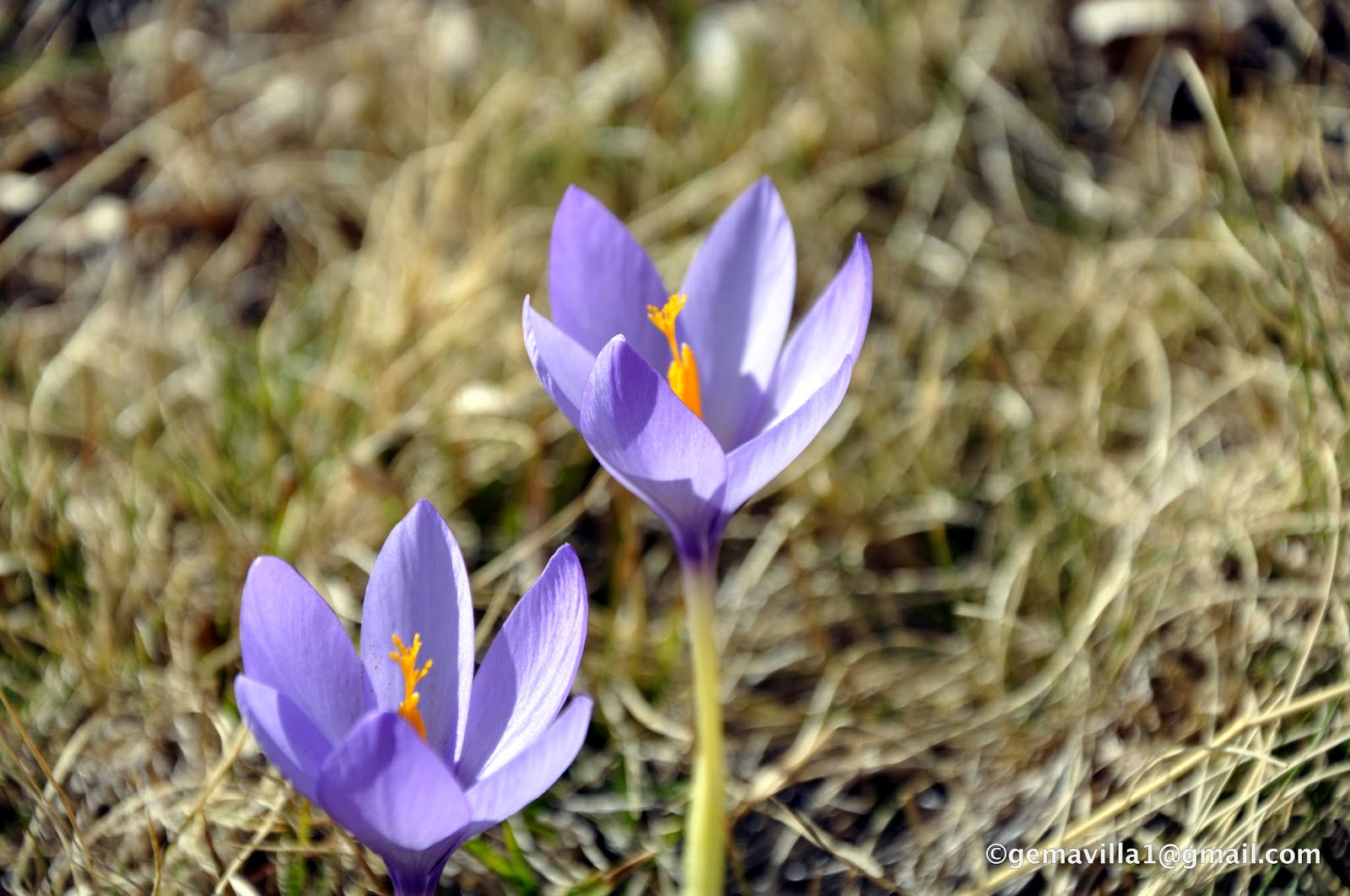 FALSO AZAFRÁN – Crocus nudiflorus