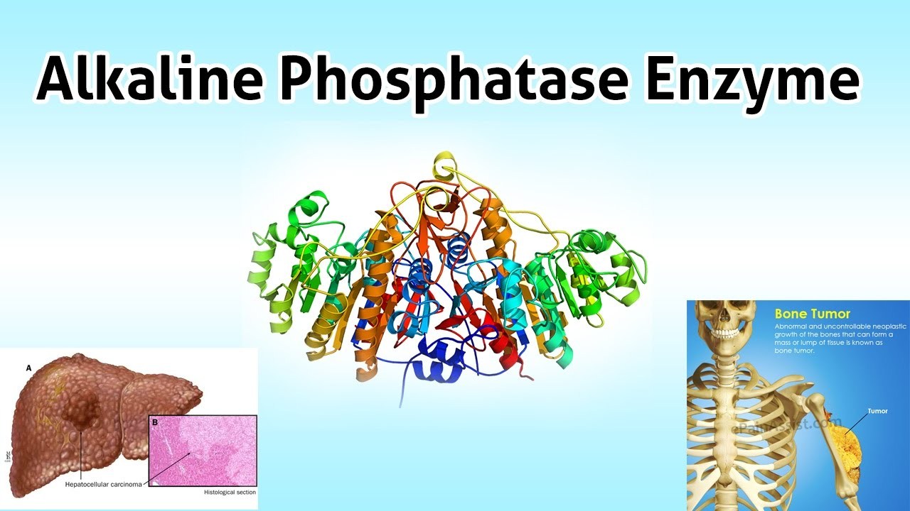 Alkaline phosphatase