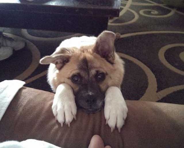 Nothing To Do With Arbroath: Pig the unusual dog lives on despite the odds