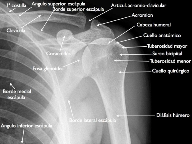 ANATOMÍA DEL HOMBRO Y CINTURA ESCAPULAR.
