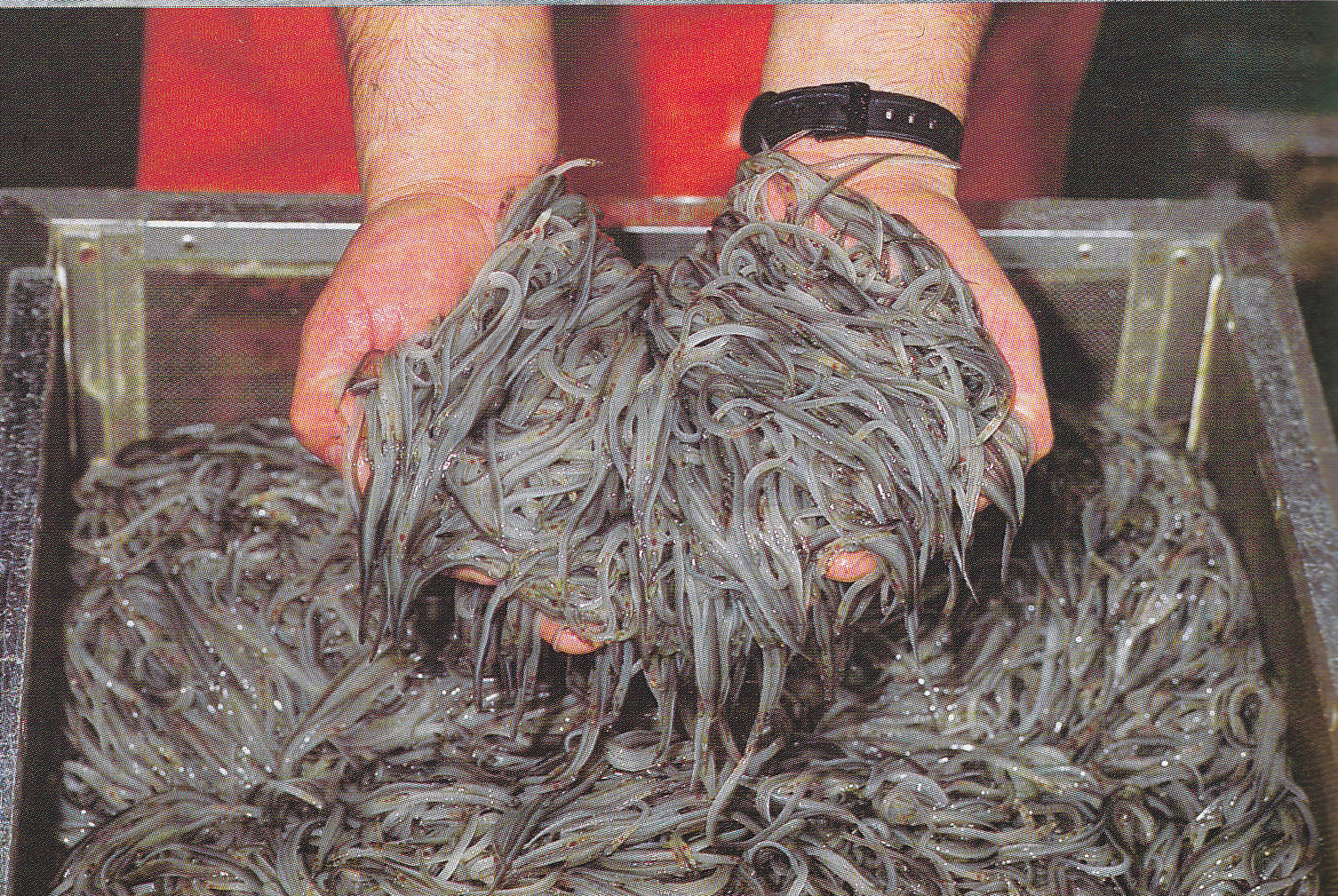 Artes de Pesca: VAMOS A PESCAR ANGUILAS