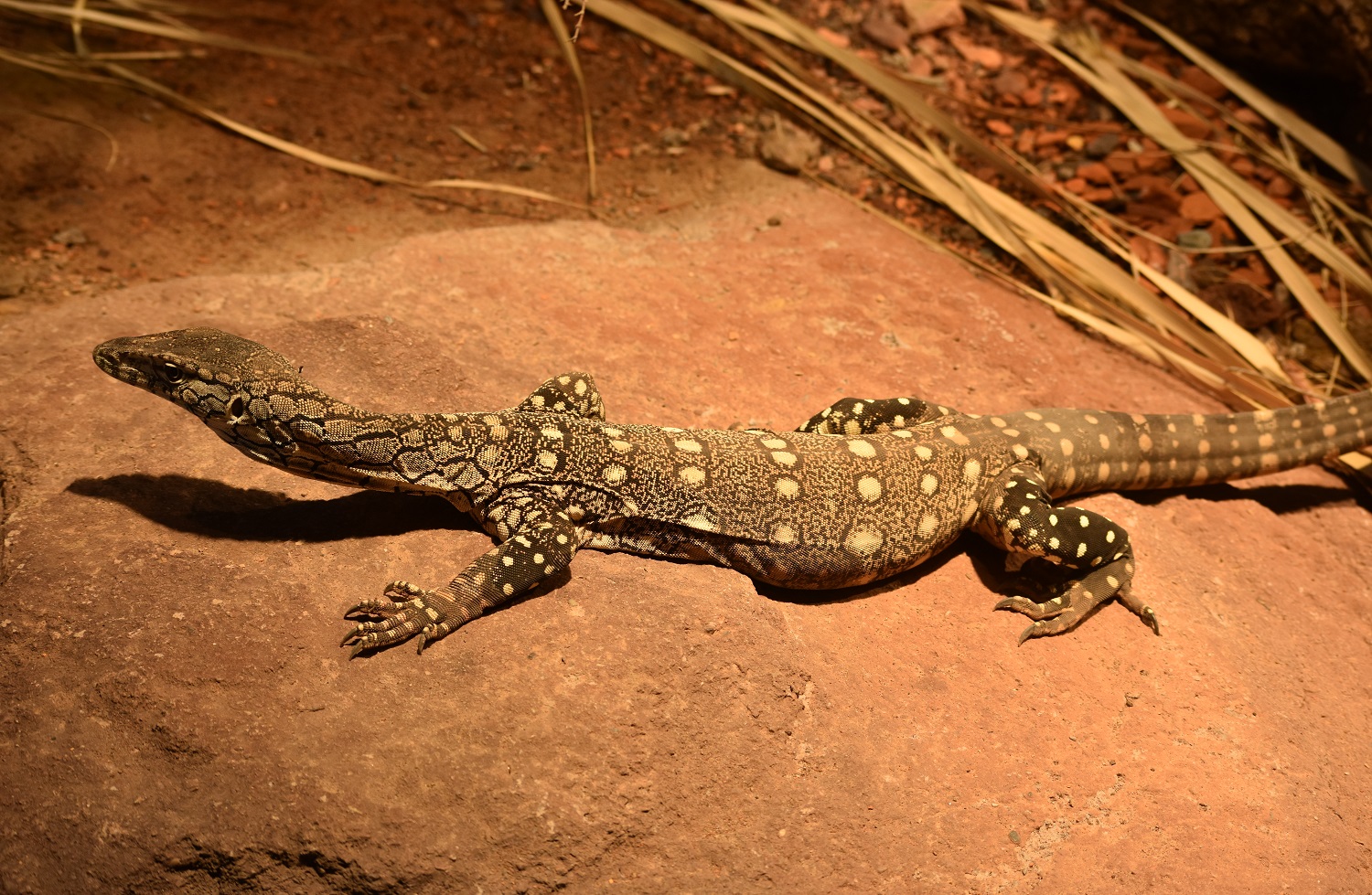 ZOOTOGRAFIANDO (6.100 ANIMALS): VARANO GIGANTE / GIANT MONITOR (Varanus ...