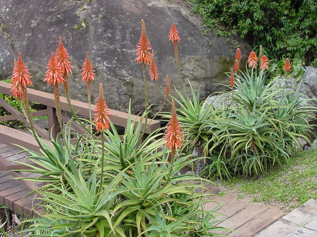 Fada das Estrelas: ~~*~~Xarope de aloe vera (babosa)