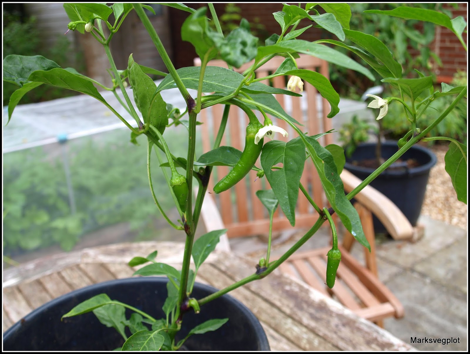 Mark's Veg Plot: Chilli progress report