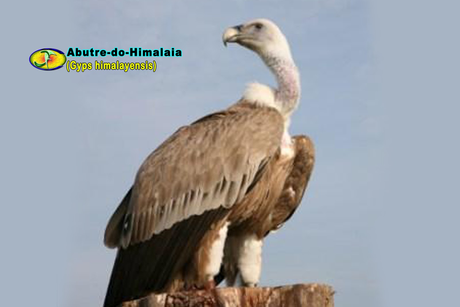 ORNITOLOGIA: Abutre-do-Himalaia (Gyps himalayensis)