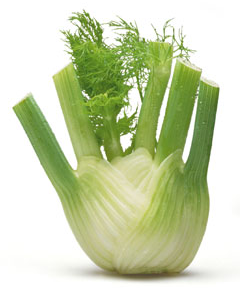 Kruiden & Specerijen: Venkel