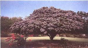 En conversación: El Guayacan