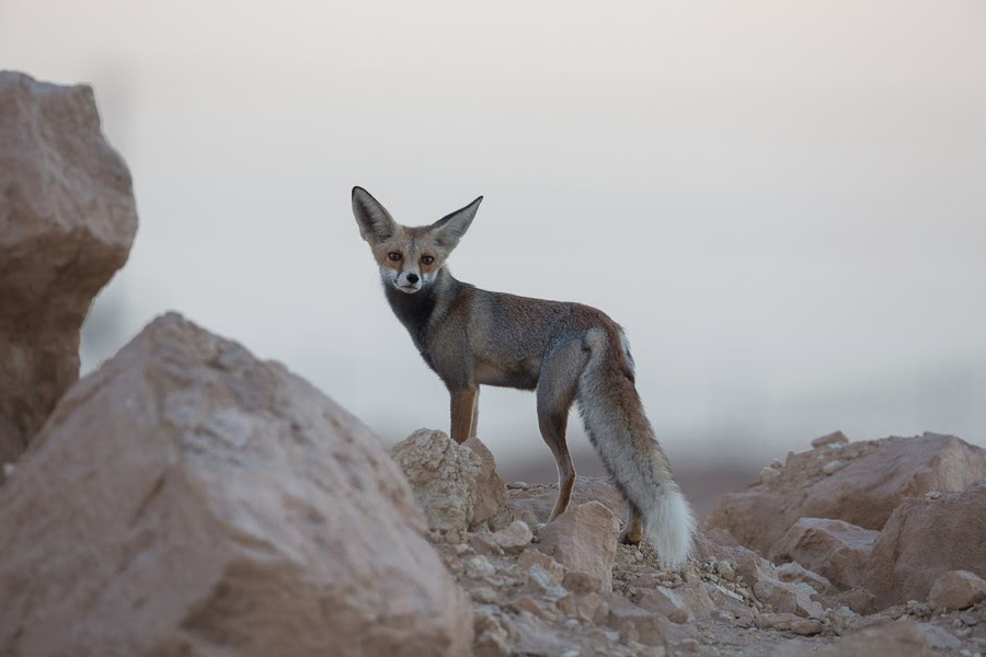 Birds of Saudi Arabia: Arabian Red Fox in the late evening – Dhahran Hills