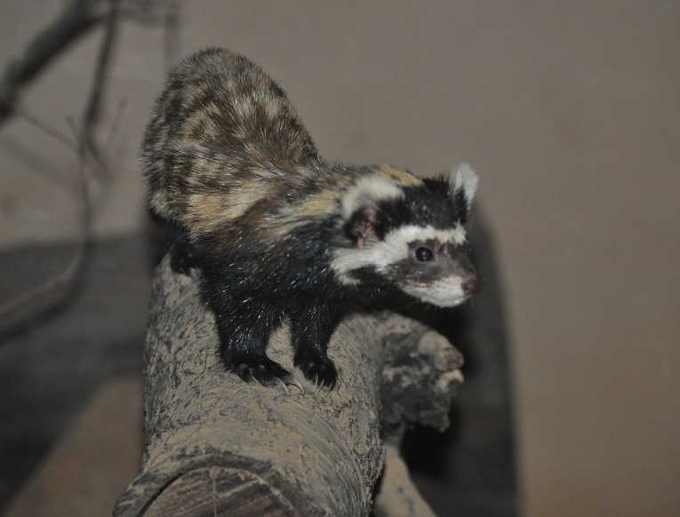 ZOOTOGRAFIANDO (6.100 ANIMALS): TURÓN BÚLGARO / MARBLED POLECAT ...