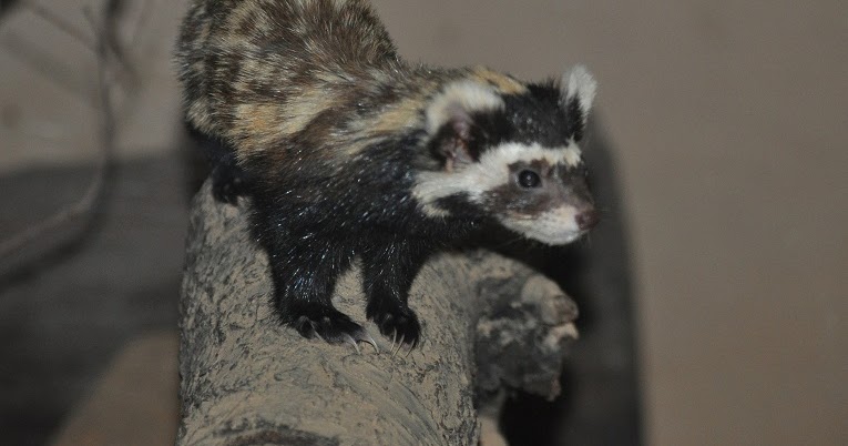 ZOOTOGRAFIANDO (6.100 ANIMALS): TURÓN BÚLGARO / MARBLED POLECAT ...