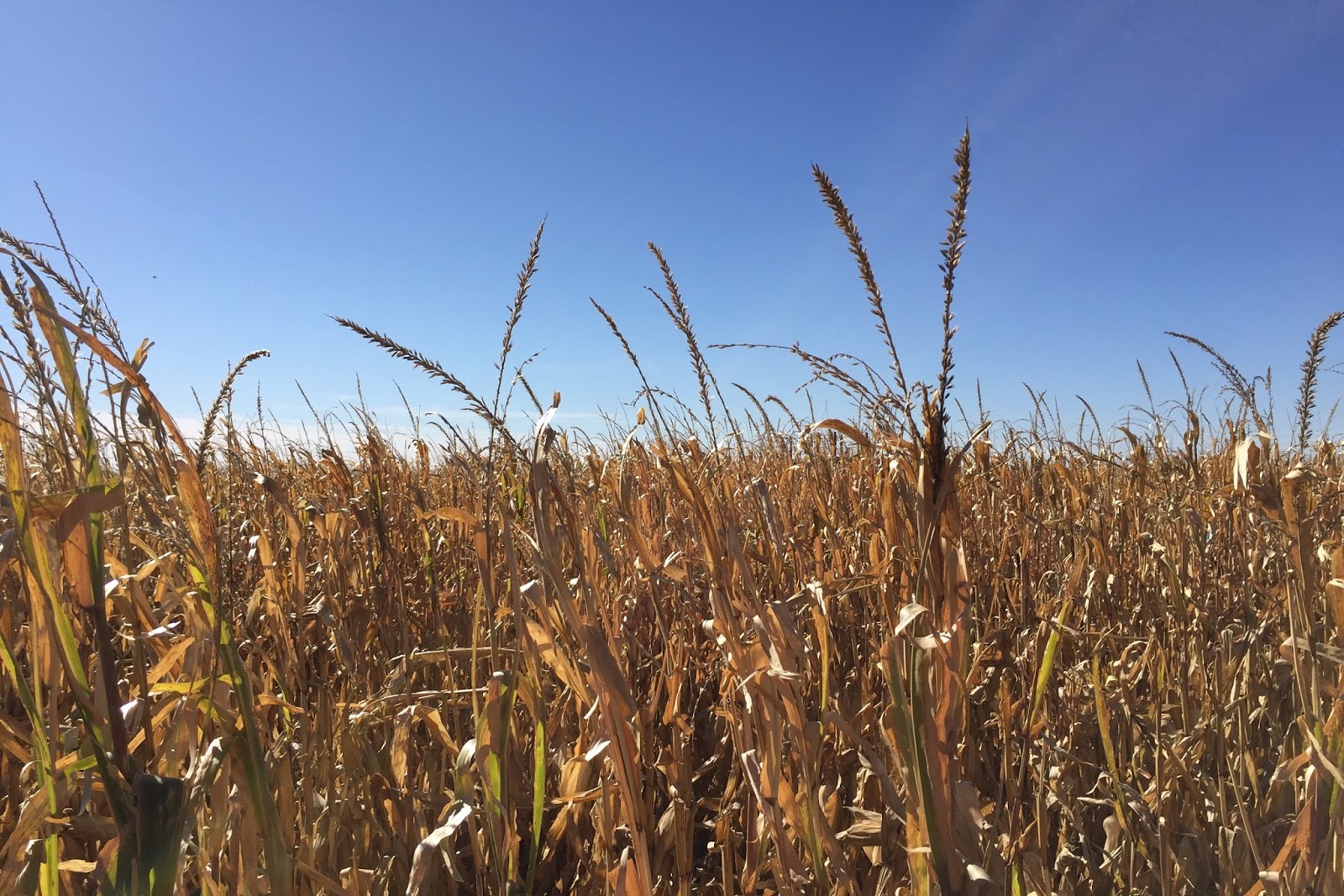 wehadababyit'saboy: corn maize field trip