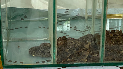 ORTHODOX CHRISTIANITY THEN AND NOW: The Snakes of the Panagia Have Made ...